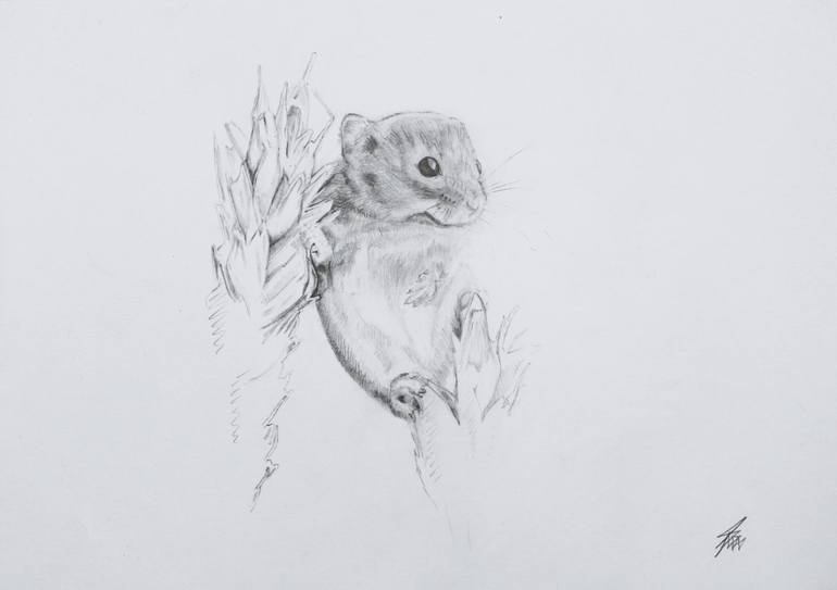 The Little Shire Mouse Drawing by Lex Hewitt | Saatchi Art