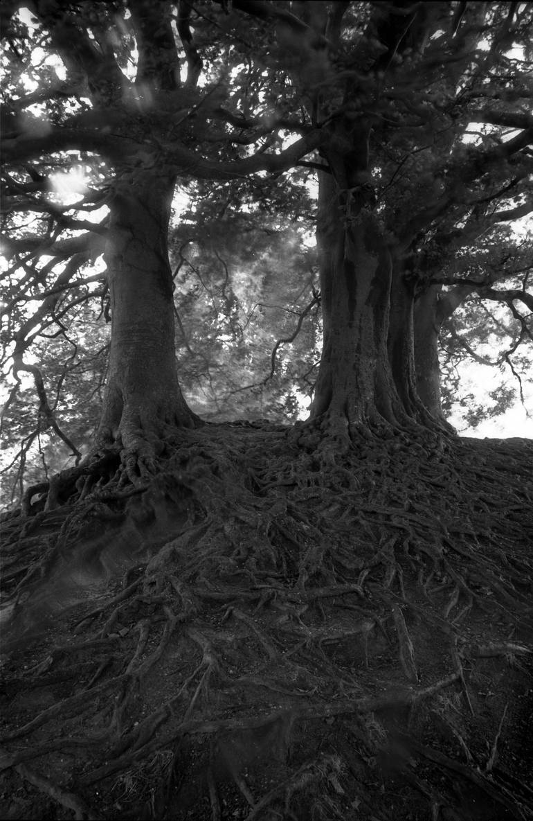 Avebury Wizard Trees Photography by Visual Stenographer | Saatchi Art