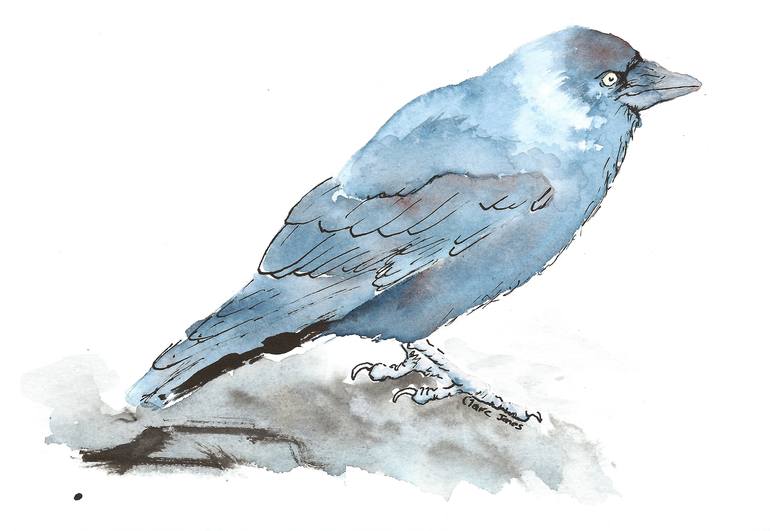 Jackdaw Painting by Claire Jones | Saatchi Art