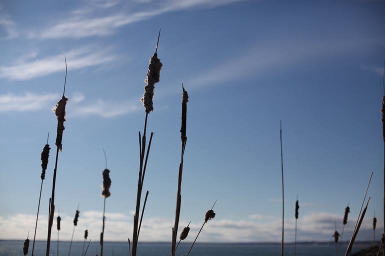 Reeds Photography by Samantha L L Silver | Saatchi Art