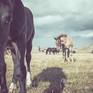 Wilder Minds III Photography by Alessandro Passerini | Saatchi Art