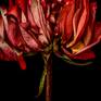 Deconstructed rose series iv - Limited Edition of 5 Photography by Dale ...