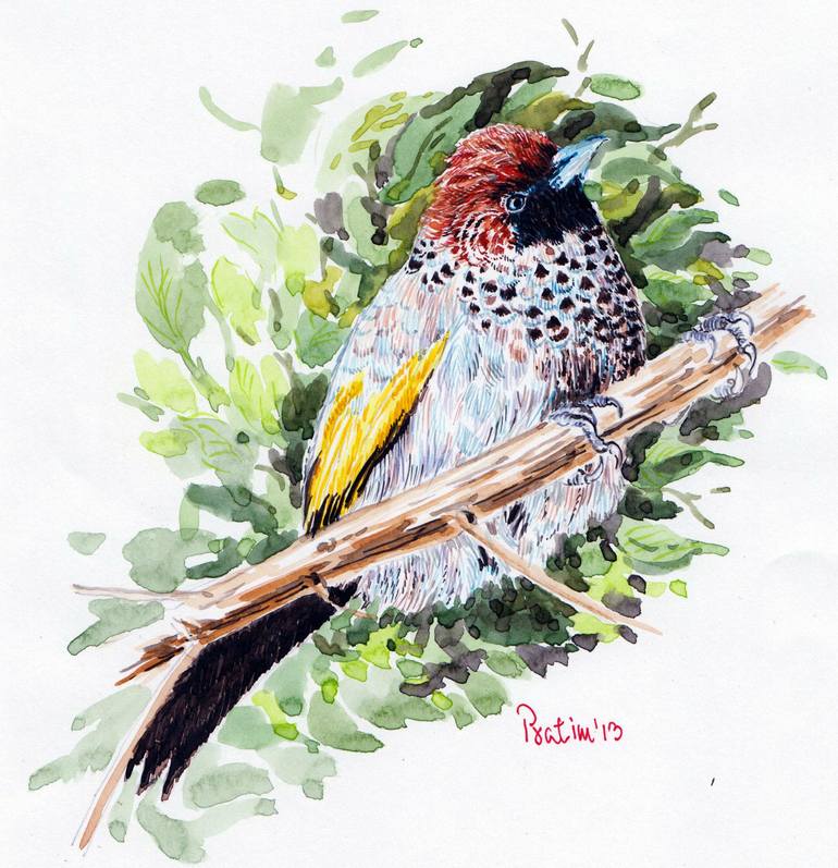 CHESTNUT CROWNED LAUGHING THRUSH Painting by Pratim Das | Saatchi Art
