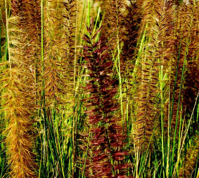 FOXTAILS (Edition of 5) Photography by Yvette Lodge | Saatchi Art Canada