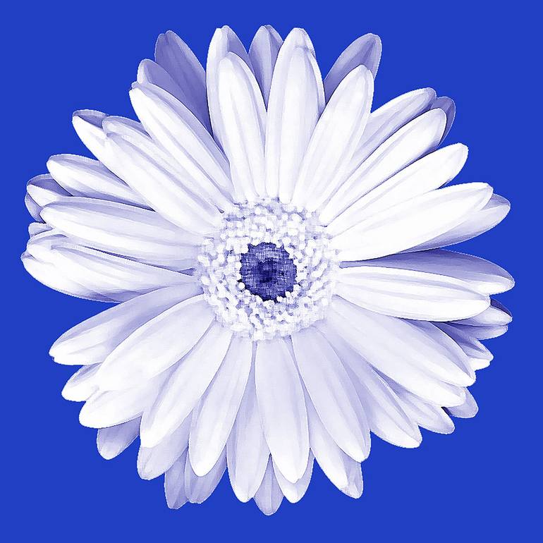 Gerber Drawing by Wayne Glazman | Saatchi Art