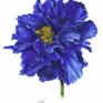 Himalayan Blue Poppy 2 Painting by Nicola Mountney | Saatchi Art