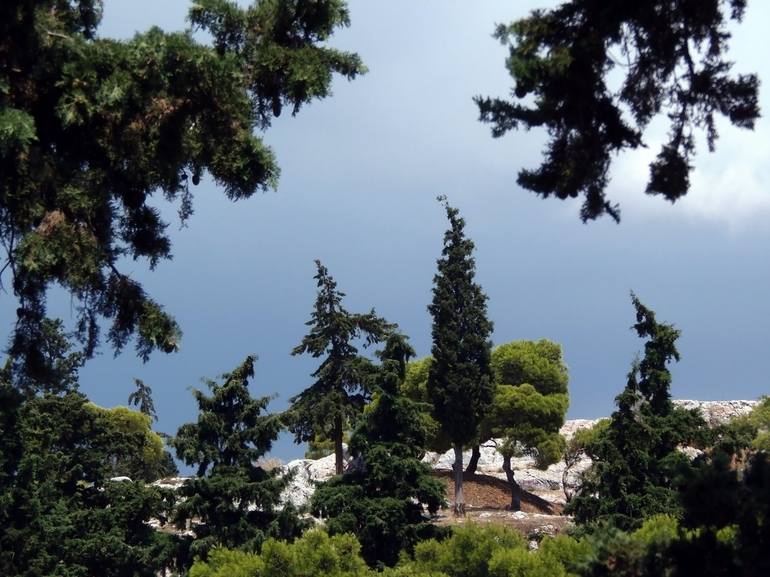 Trees of Athens Photography by Mellissa Briley | Saatchi Art