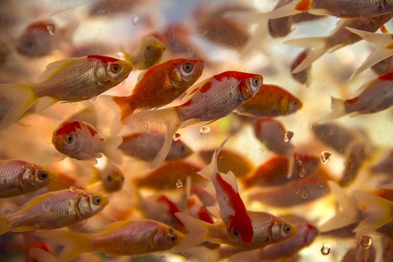 Gold Fish Photography by Steven Edson | Saatchi Art