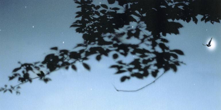 Free - Libero Drawing by Sonia Marialuce Possentini | Saatchi Art