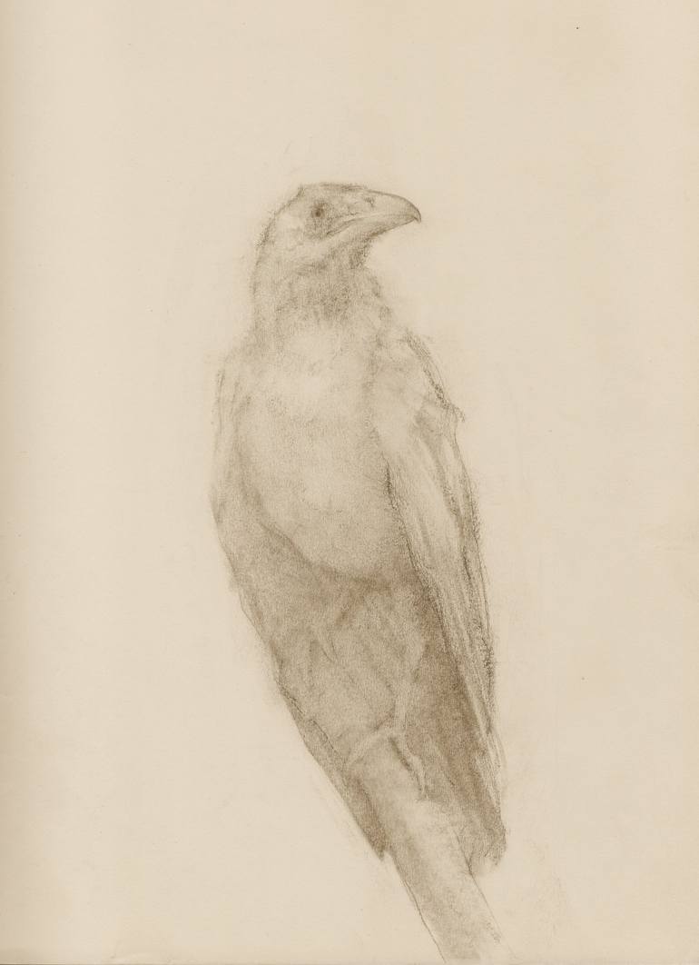 White Raven (AP) Drawing by Shaun Berke | Saatchi Art