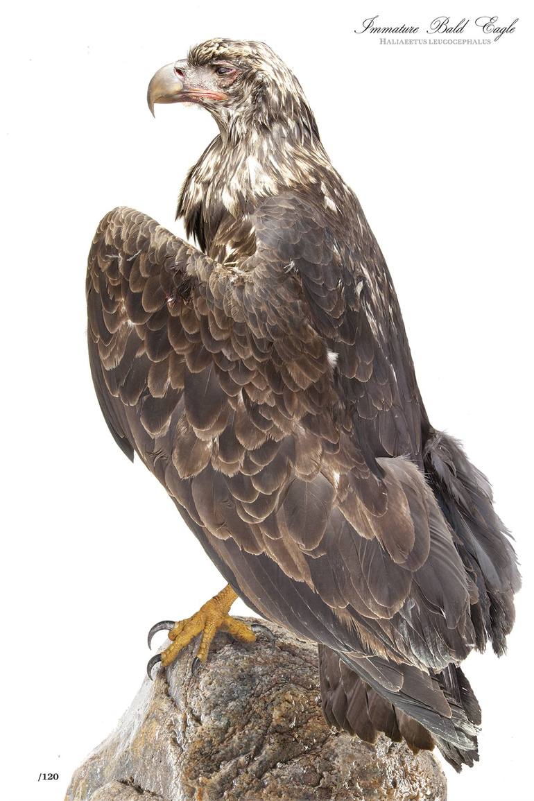 Immature Bald Eagle Photography by Lindsey Wohlman | Saatchi Art