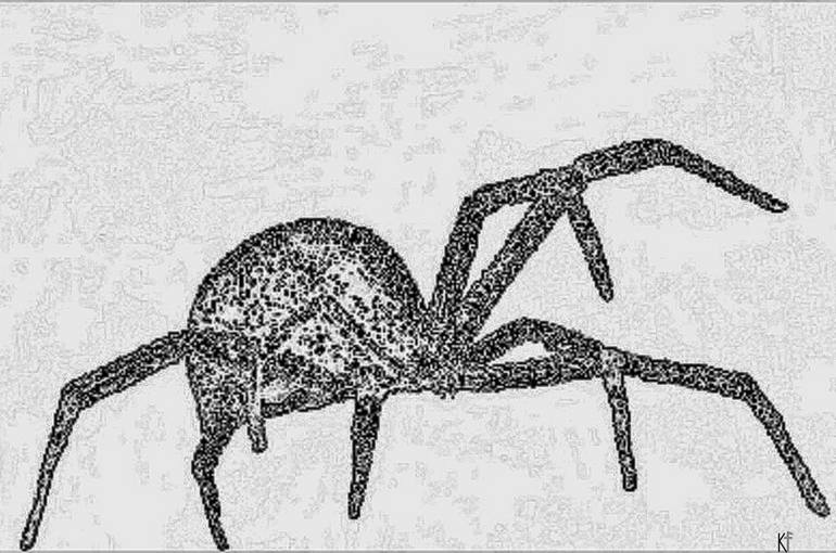 Angry Widow Spider Drawing by Kevin Fairchild | Saatchi Art