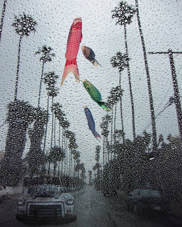 Fish Flying Raindrops and Palm Trees Photography by Stephanie Sydney ...