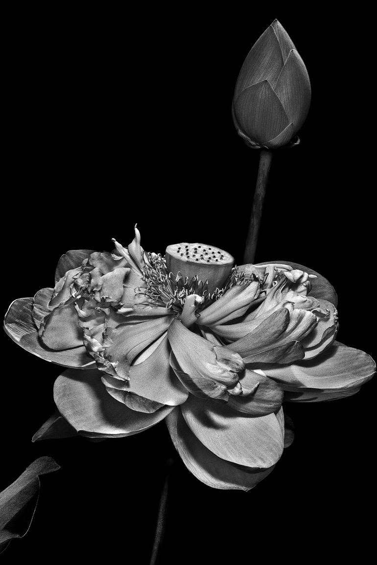 Lotus Flower Photography
