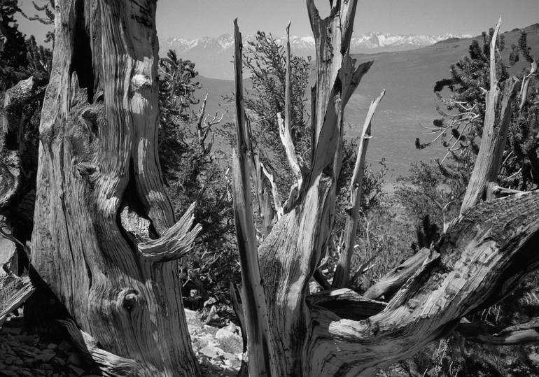 Ancient Bristlecone Pine Tree #8, Inyo National Forest Photography by ...