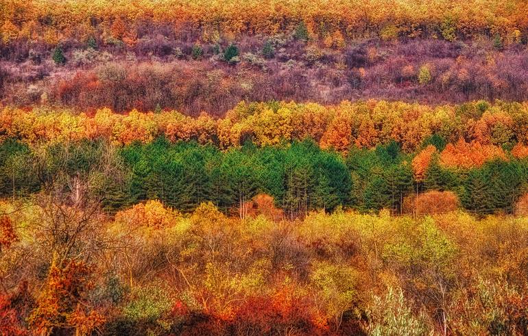 Forest fall Photography by Serghei Turcanu | Saatchi Art