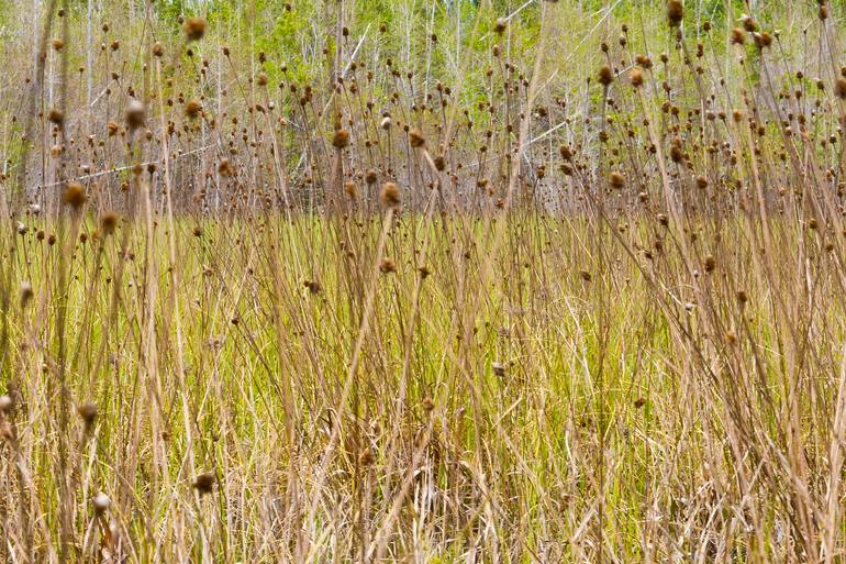 Wet Prairie - Limited Edition #1 of 10 Photography by Zak Collins ...
