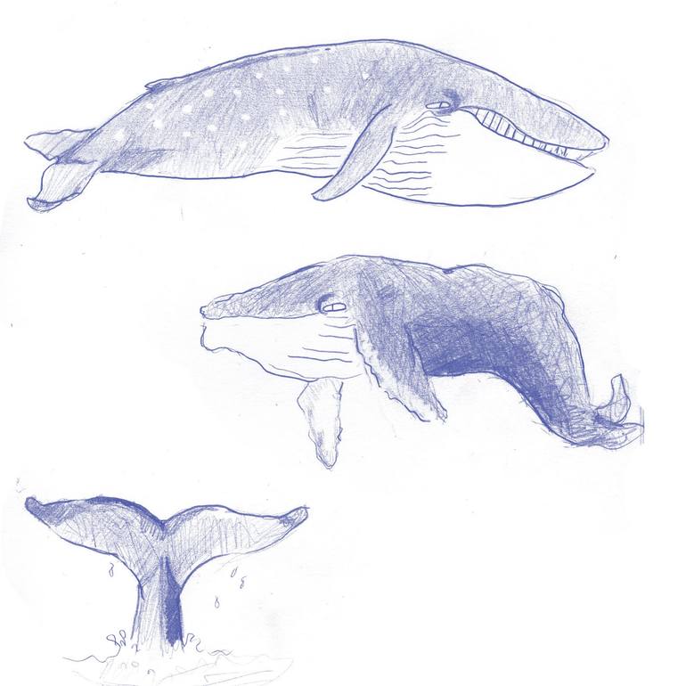 Blue Whale Sketchbook sketches Drawing by Maddy Burrows | Saatchi Art