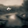 Fish Story #1 of 2 Photography by Tami Bone | Saatchi Art