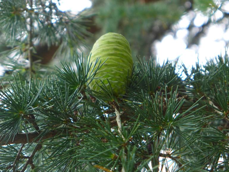 Deodar Cedar; Himalayan Cedar; Indian Cedar Photography by Stephan ...