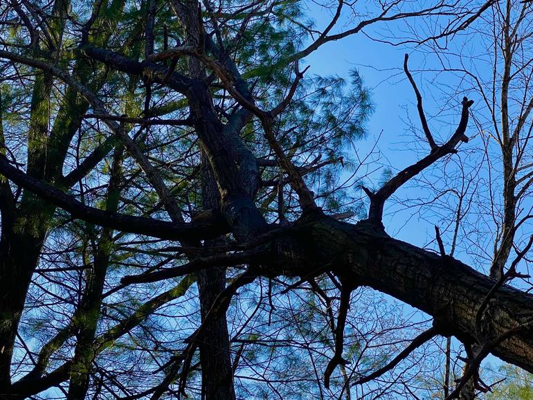 Eastern White Pine; Soft Pine; Tree of Peace Photography by Stephan ...
