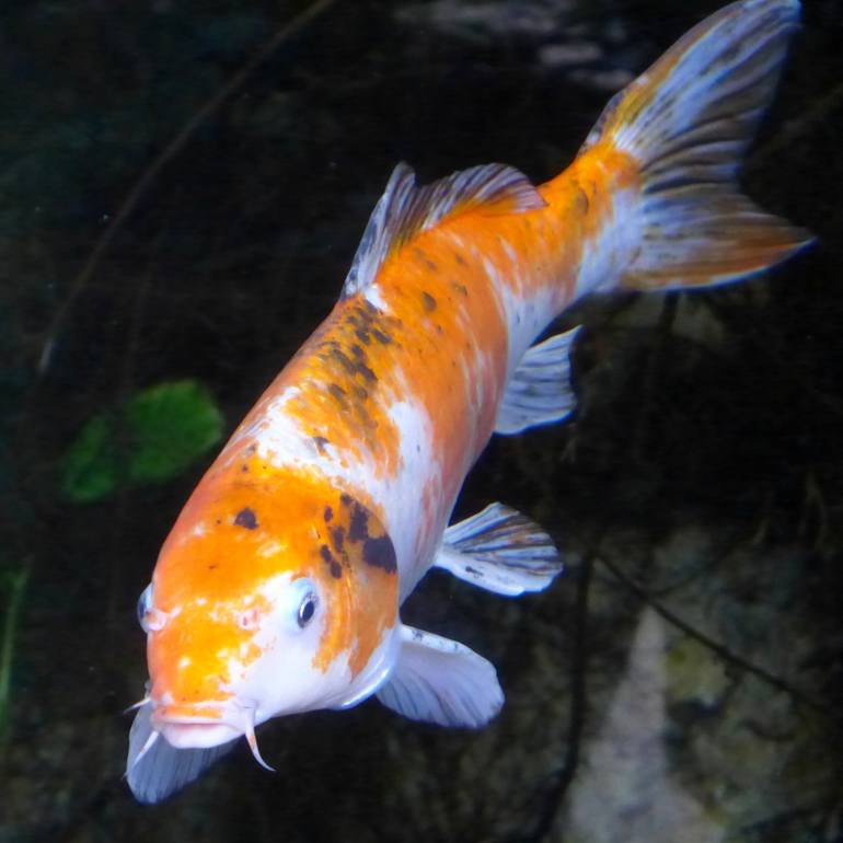 Koi Photography by Stephan Glicken | Saatchi Art