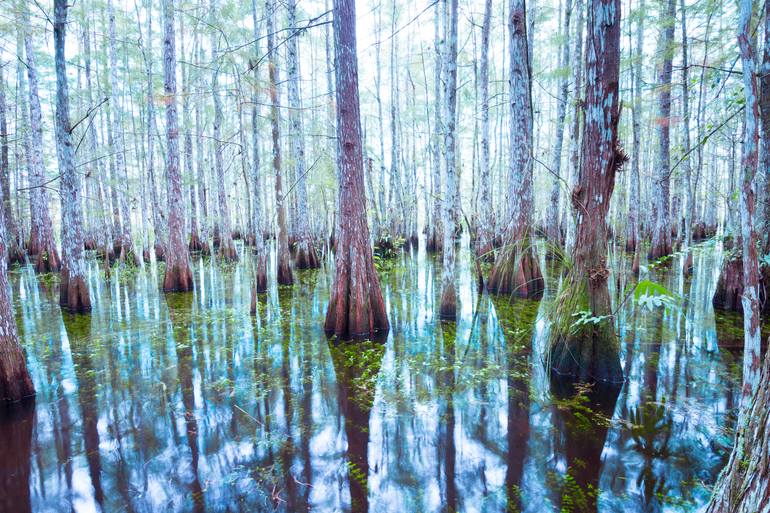 Everglades´Tree Swamp - Limited Edition of 5 Photography by Pat Sila ...