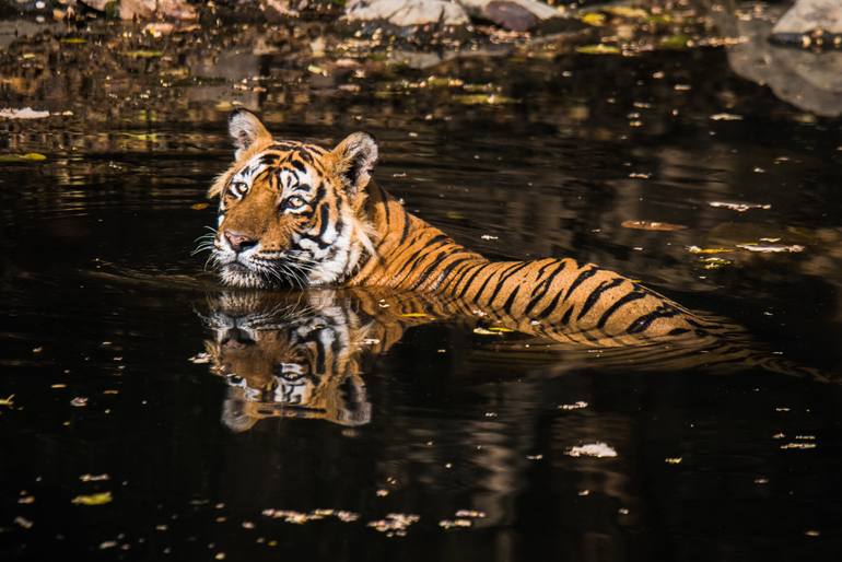 King taking bath Limited Edition 1 of 5 Photography by Sapan Banik ...