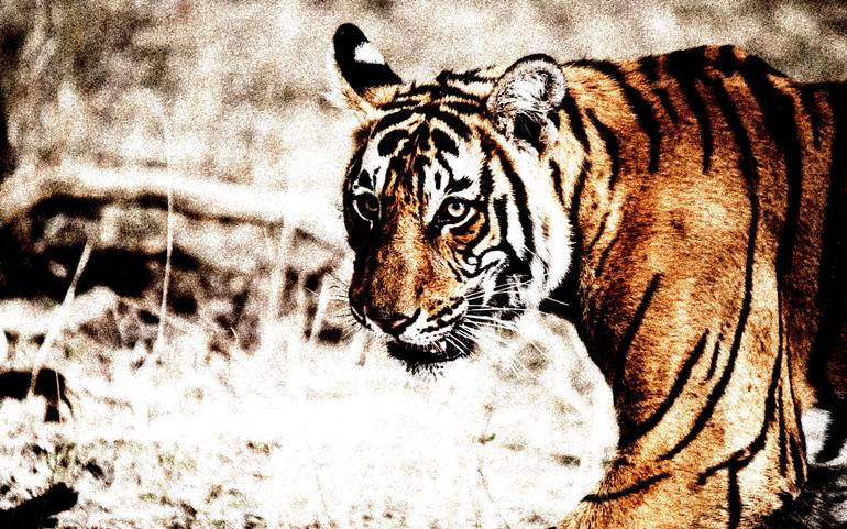 Portrait of King Photography by Sapan Banik | Saatchi Art