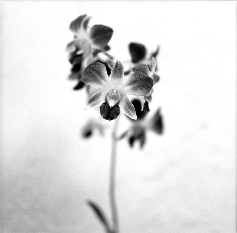 Orchid #1 Photography by Alex Gur | Saatchi Art
