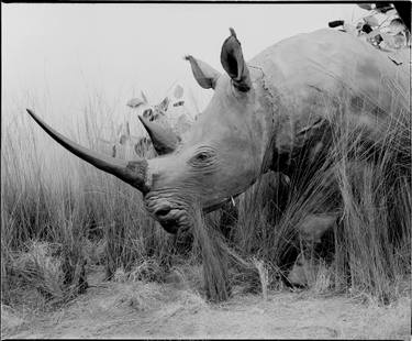 pierre debroux Artworks | Saatchi Art