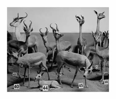 pierre debroux Artworks | Saatchi Art