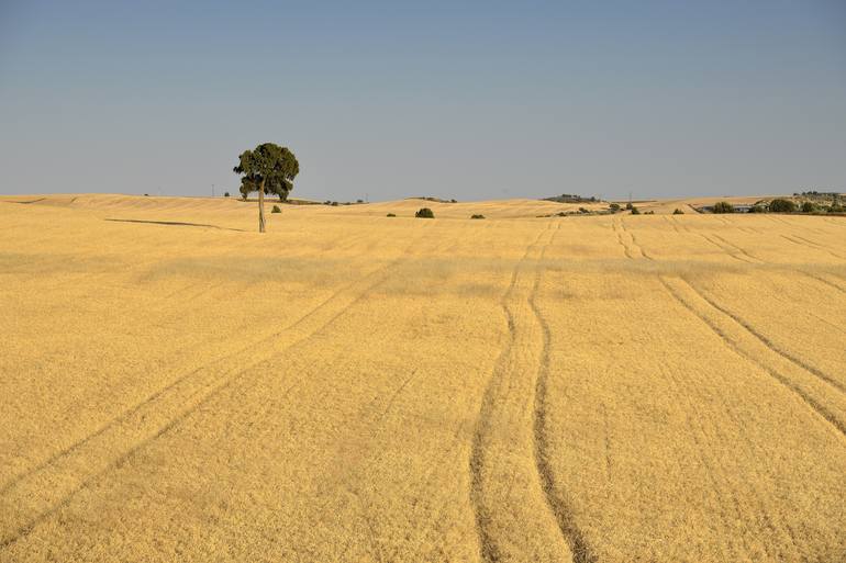 Arrogant tree on yellow-Limited Edition of 6 Photography by Cano ...