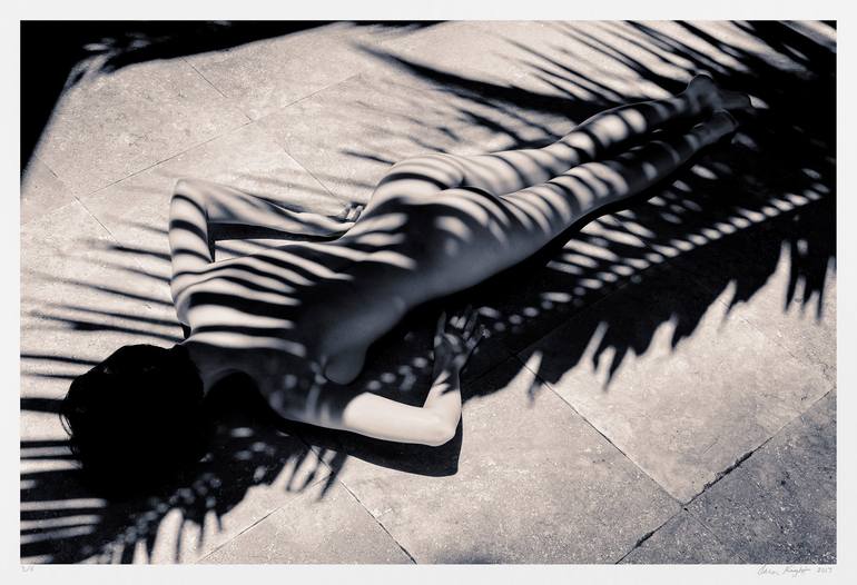 Palm Zebra - Limited Edition 1 of 5 Photography by Aaron Knight ...