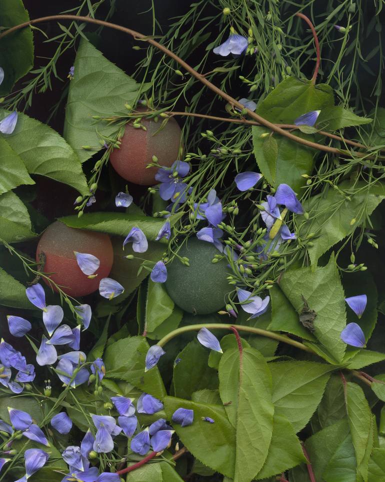 Jack Lenor Larsen's Vine Photography by Eugenie Torgerson | Saatchi Art