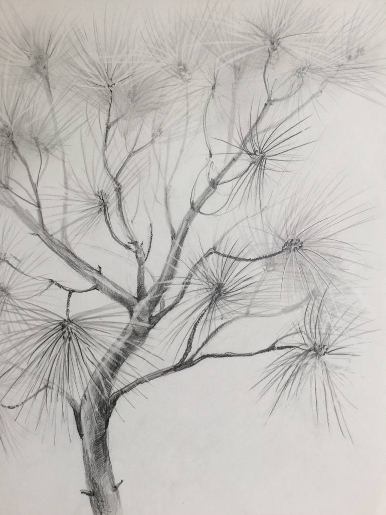 Drawing, study of a pine tree. Drawing by Irina Orlova | Saatchi Art