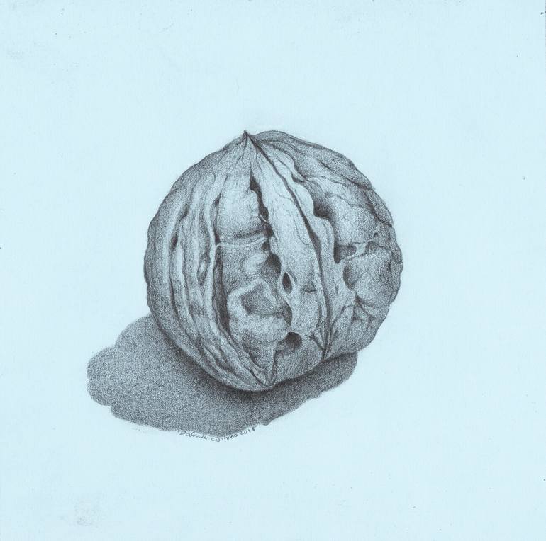 WALNUT Drawing by Nives Palmic | Saatchi Art