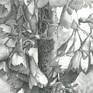 ROSACEAE Drawing by Nives Palmic | Saatchi Art