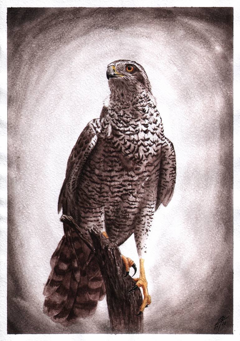 Goshawk Painting by Evgeny Filonov | Saatchi Art