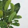 Diptych: Dwarf fiddle leaf figs (Ficus Lyrata Bambino) Painting by ...