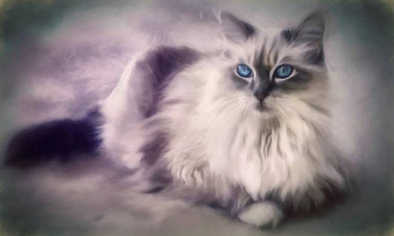 Spirit Cat Portrait Photography by Darlene Kwiatkowski | Saatchi Art