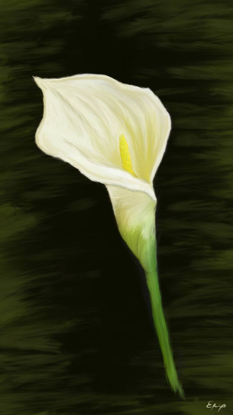 Pure Calla Drawing by Erna Velic | Saatchi Art