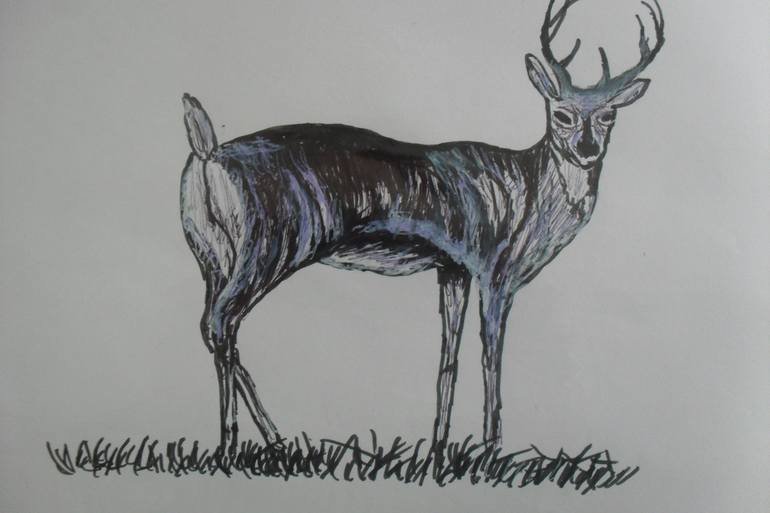 a wild deer Drawing by Margaret L Laws | Saatchi Art