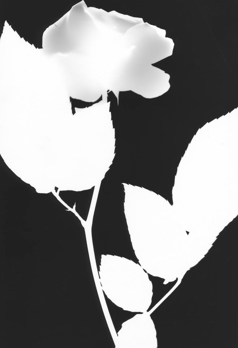 White Rose Photgram Photography by Paul Shefferly | Saatchi Art