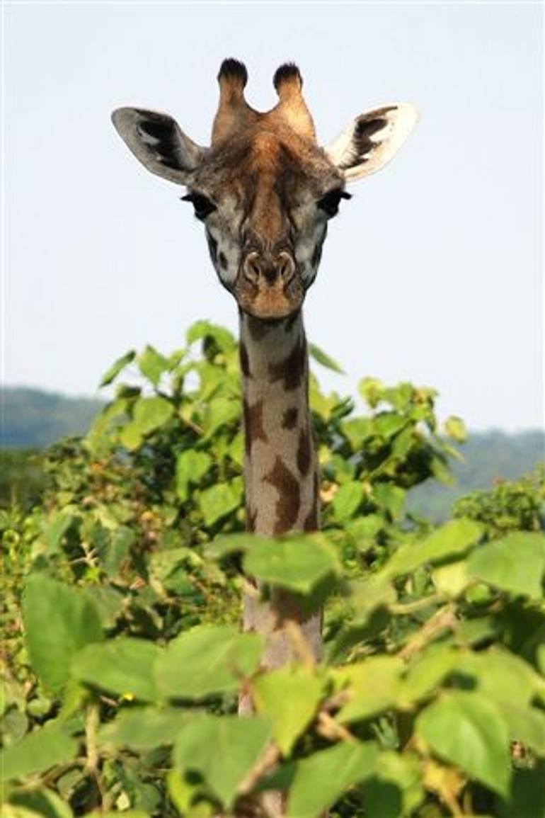 Baby Jiraffe Photography by Federico Bauder Mantellini | Saatchi Art