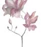 Magnolia No. 7 Painting by Elizabeth Becker | Saatchi Art