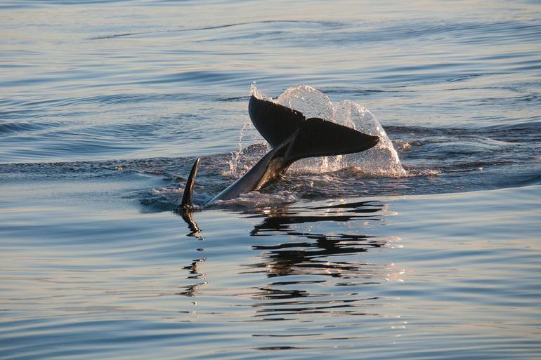 Southern Resident Orca Whale J22 'Oreo' percussive tail lob behaviour ...