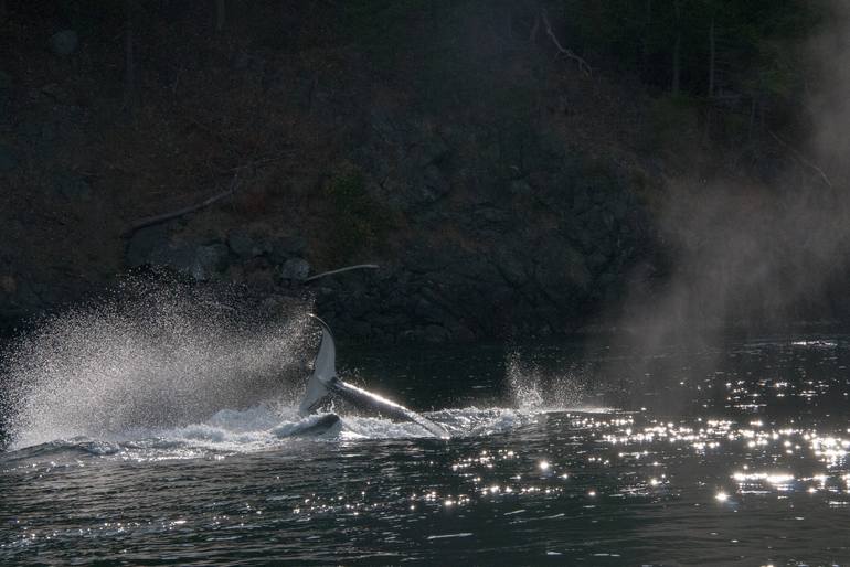 Transient Orca Whales T60 family finds a Harbor seal Photography by ...