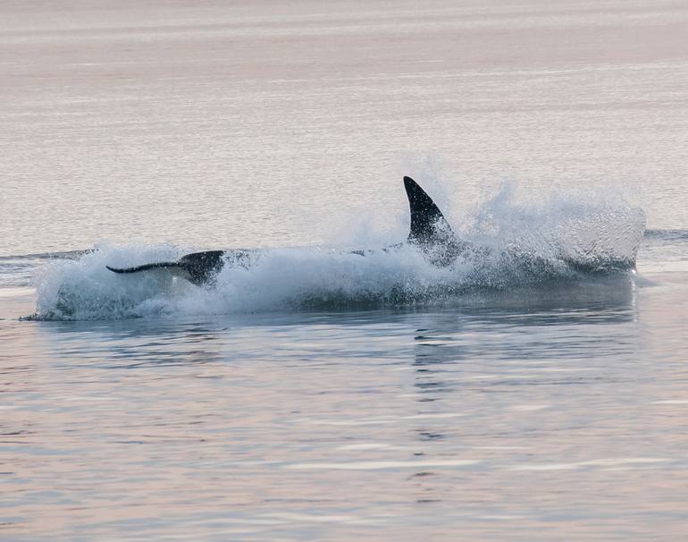 Transient Killer Whale T60D breaches 2/4 Photography by David Howitt ...