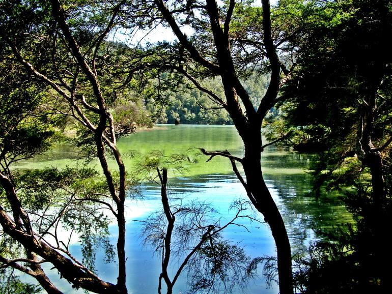 Bark bay Inlet 2 Photography by Julia Lynn | Saatchi Art